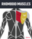 The Best Rhomboid Exercises to Build Upper Back Strength | Garage Gym ...