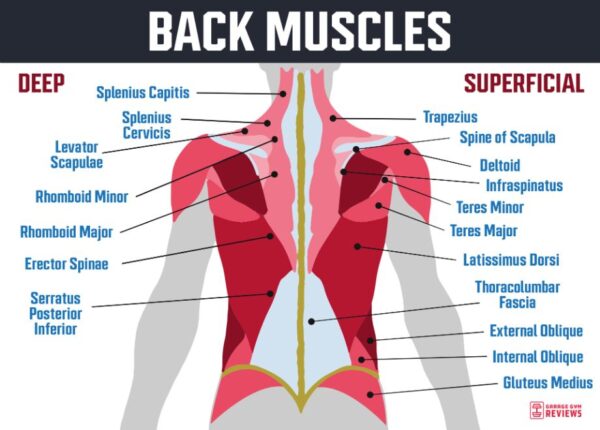 14 Best Exercises for Upper Back: Chosen By An Expert | Garage Gym Reviews