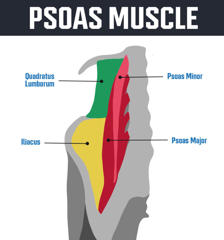 Psoas Muscle Exercises From a Fitness Expert | Garage Gym Reviews